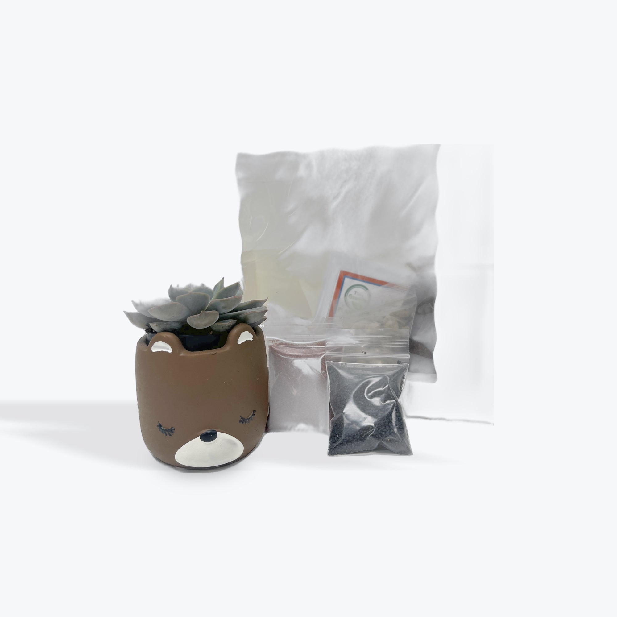 Brown bear planting kit | Tiny Greens