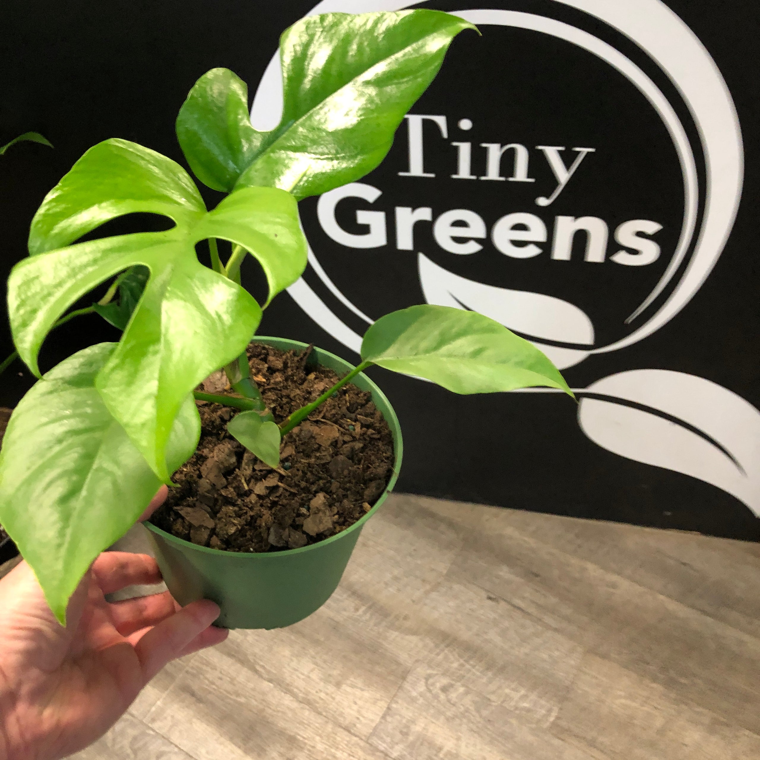 Philodendron - Ginny, 6" | Tiny Greens